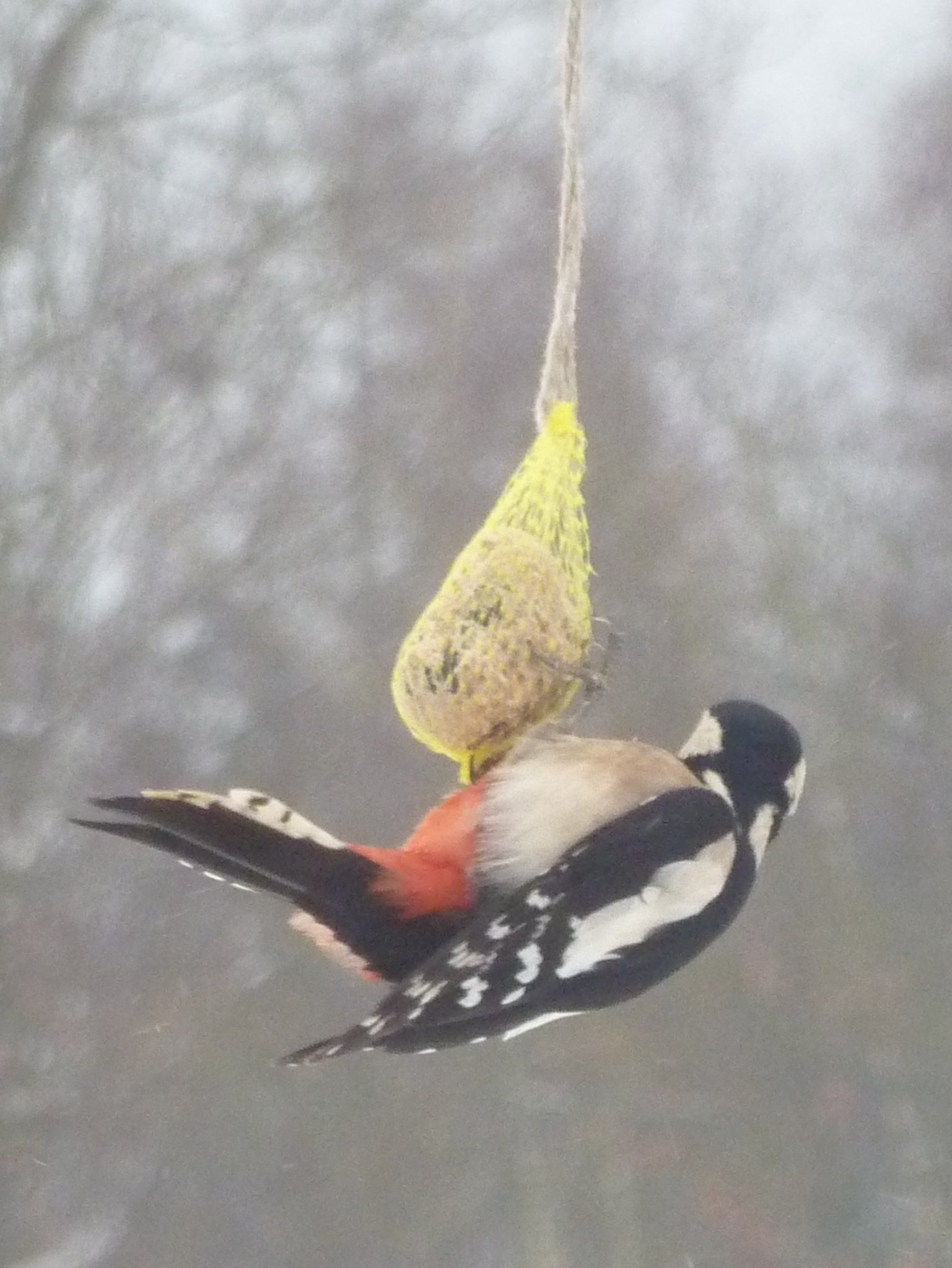 Buntspecht im Winter - Miltenberg