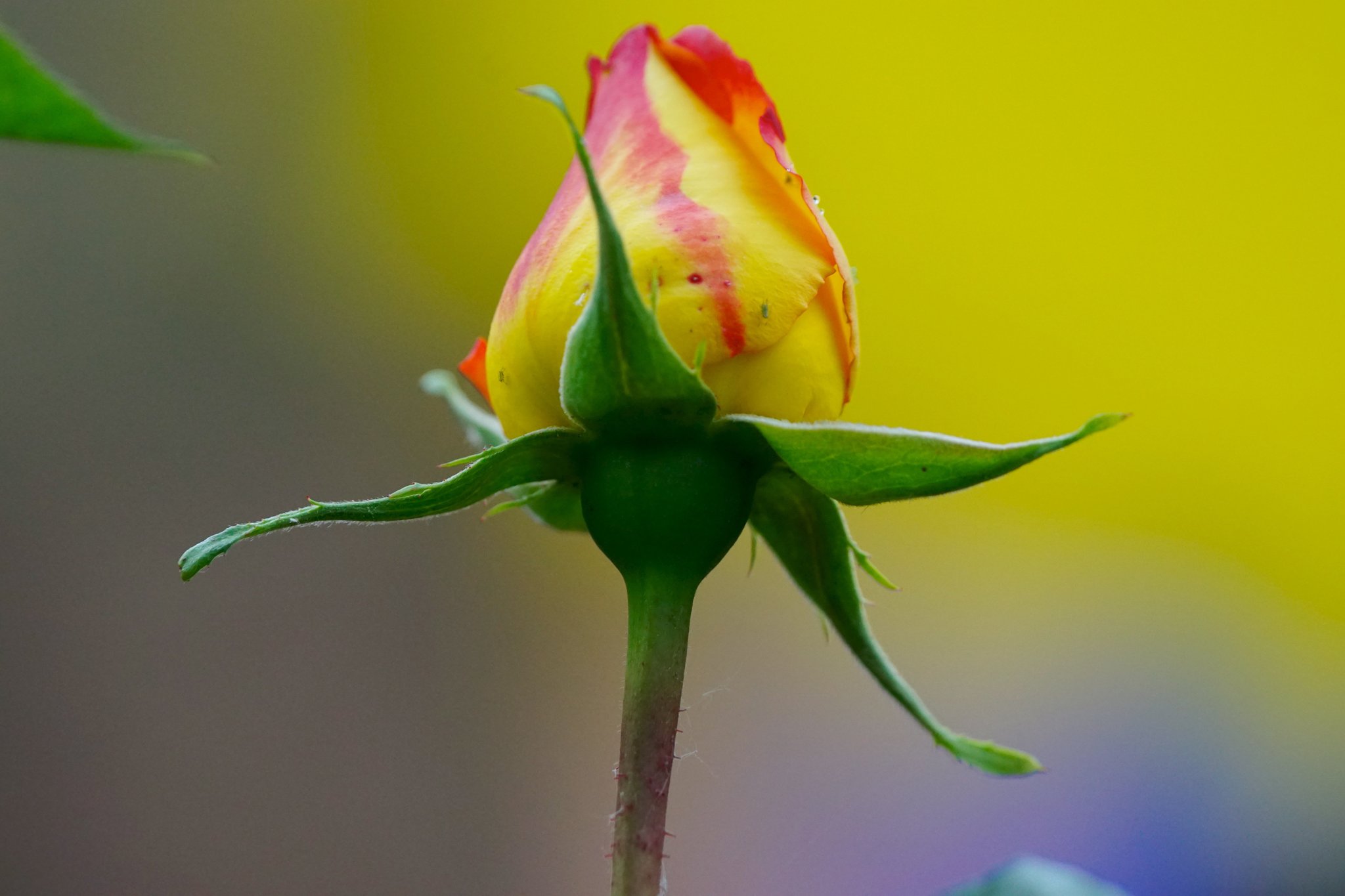 Im Namen der Rose ... - Klingenberg a.Main