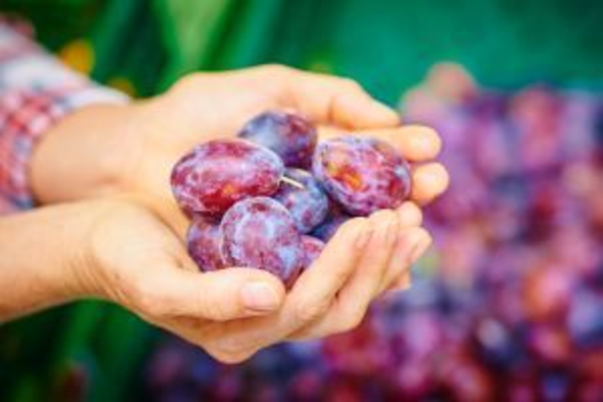 Zwetschgen, Quetschen oder Zwetschen - Miltenberg