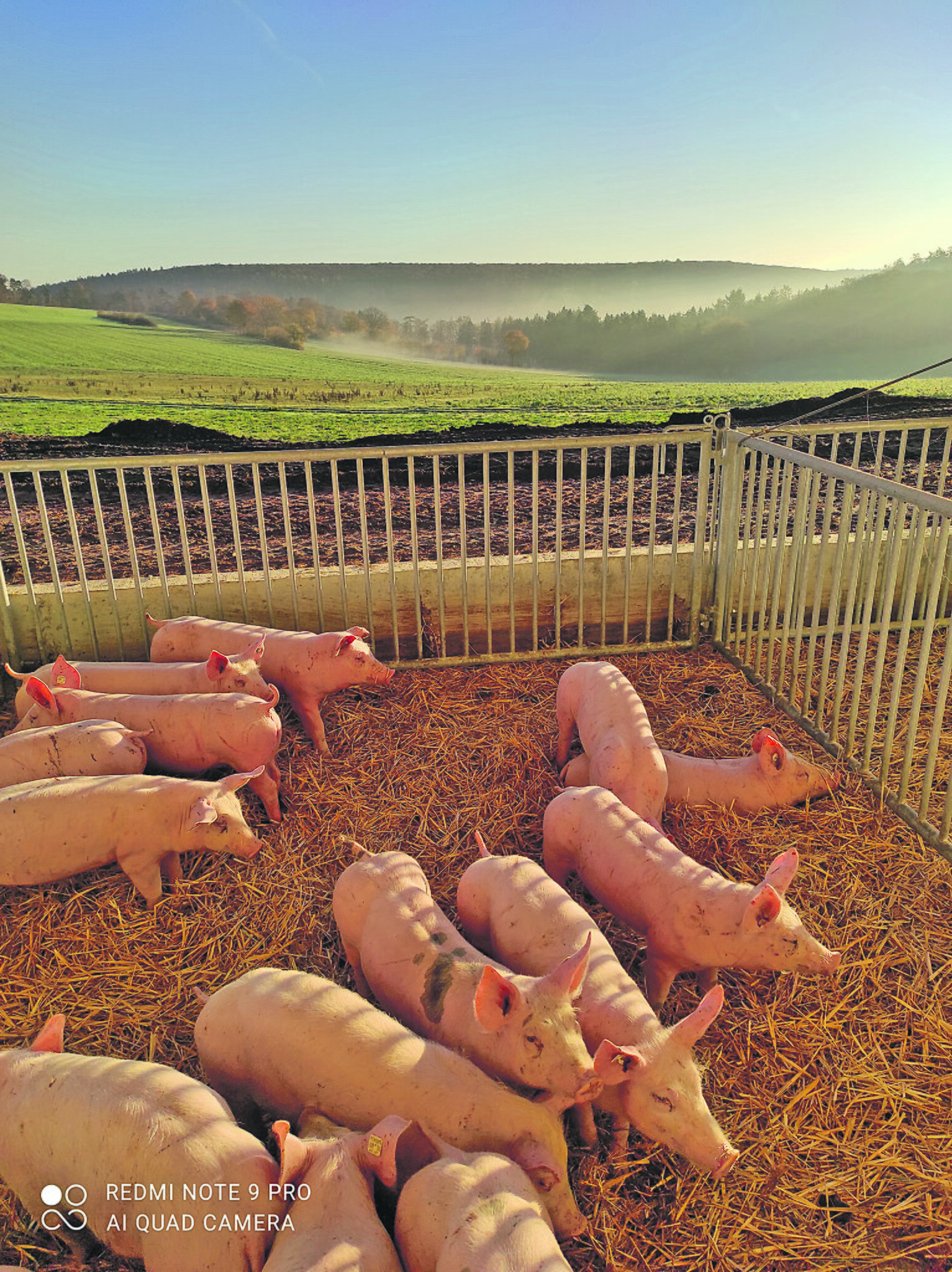 Metzgerei Schüßler legt großen Wert auf Qualität und Regionalität ...