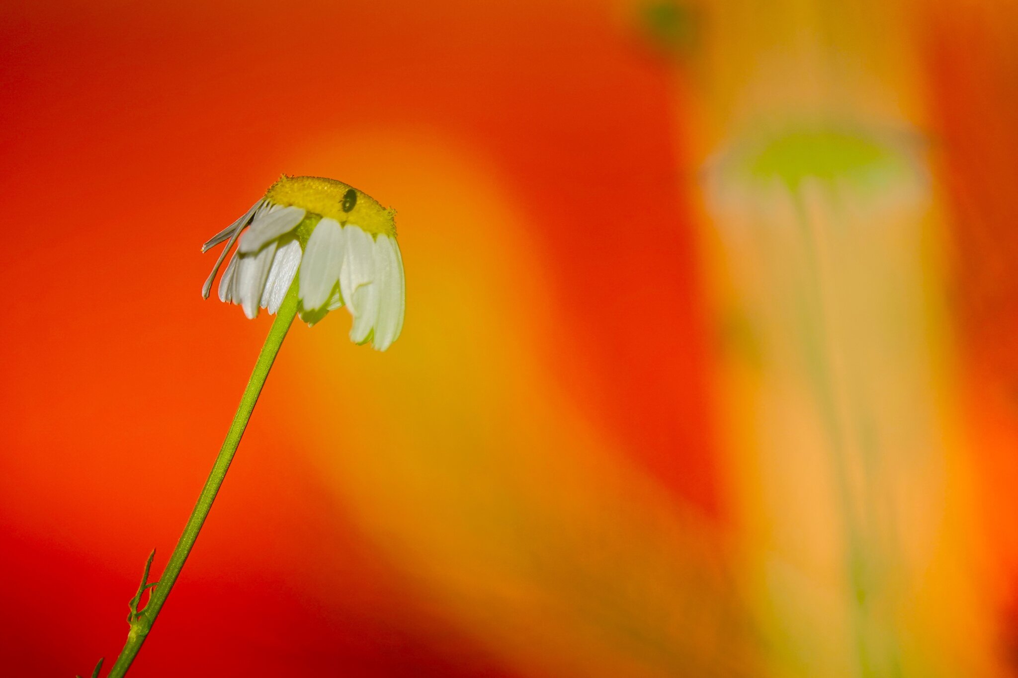 Bildergalerie und Essay.: Wer oder was ist "Plantman"? - Miltenberg