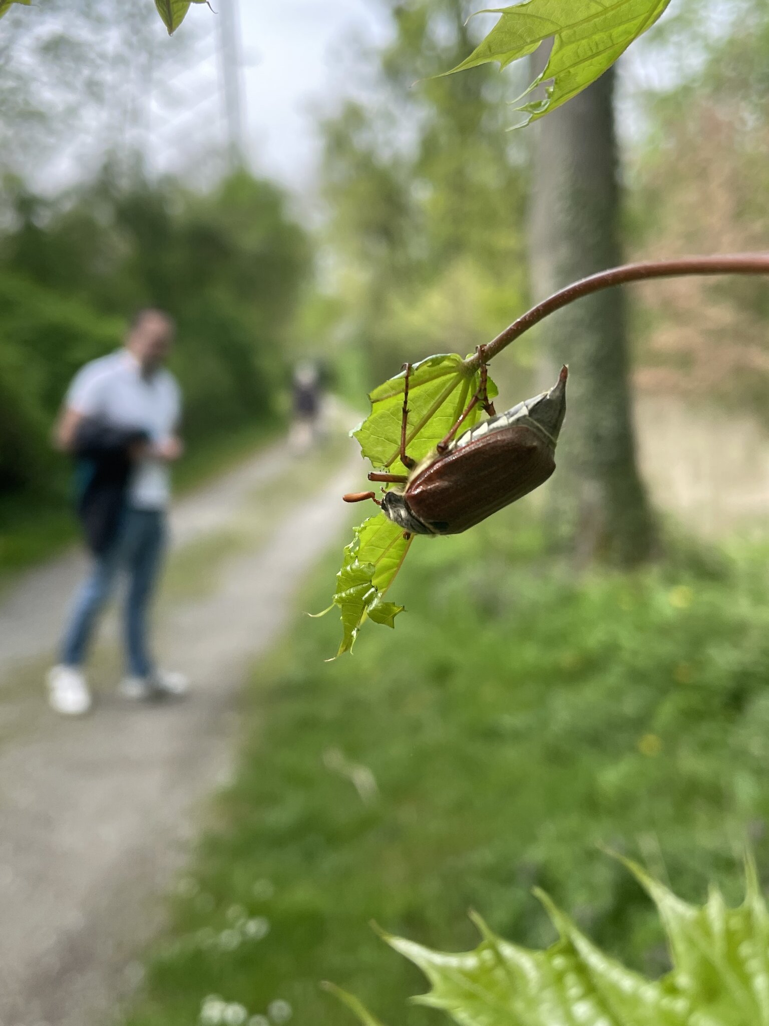 Bildergalerie und Essay: Frühsommer im April mit Überraschungen ...