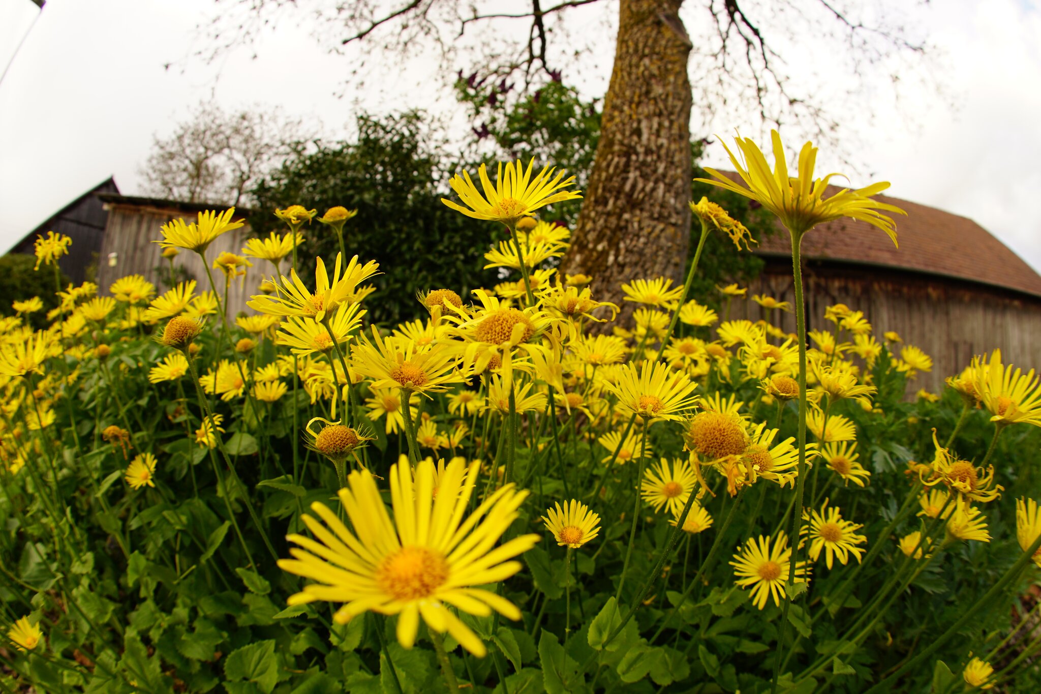 Bildergalerie und Essay: April, April … - Miltenberg