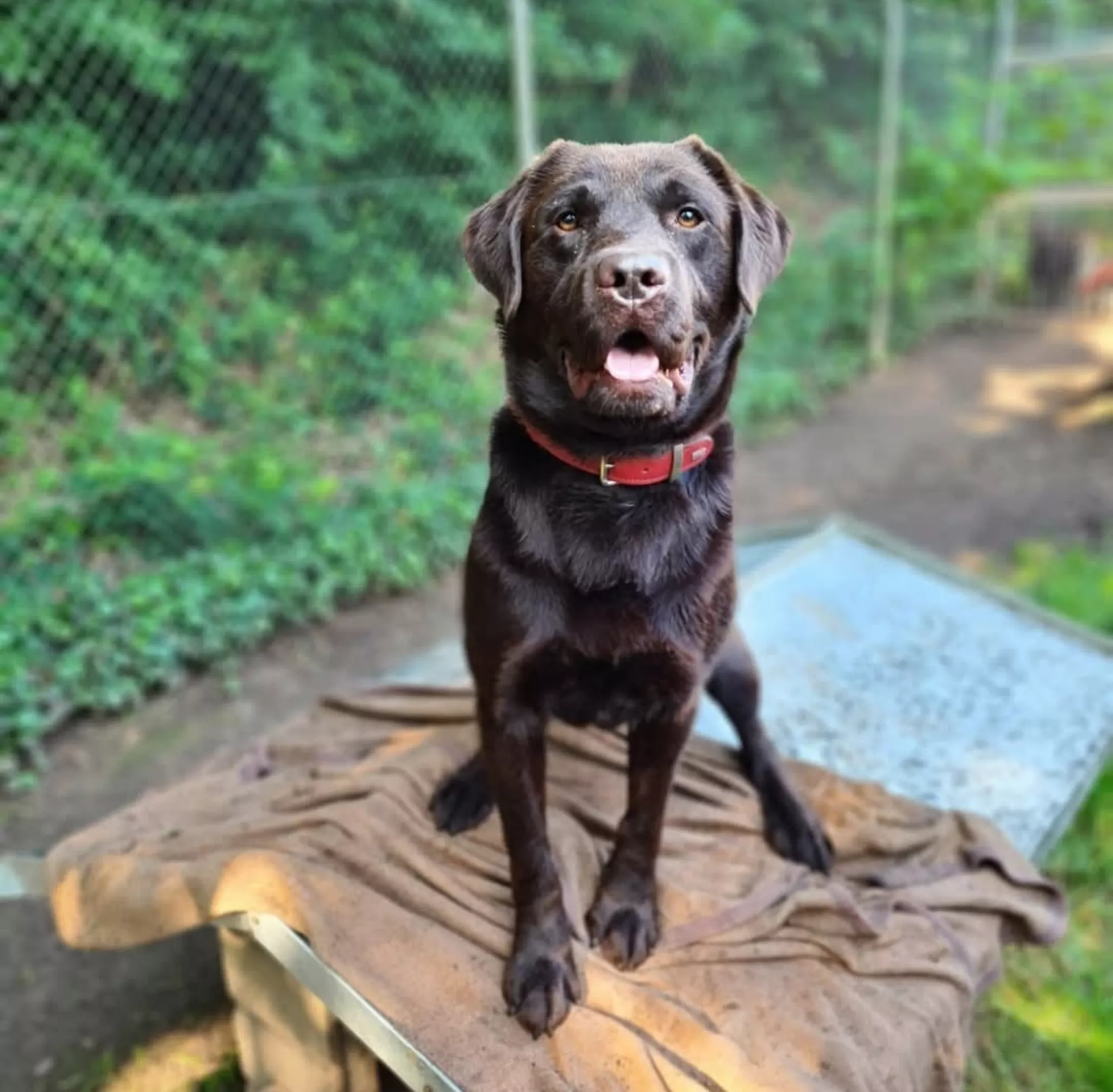 Labrador Buddy sucht sein Zuhause - Kleinheubach