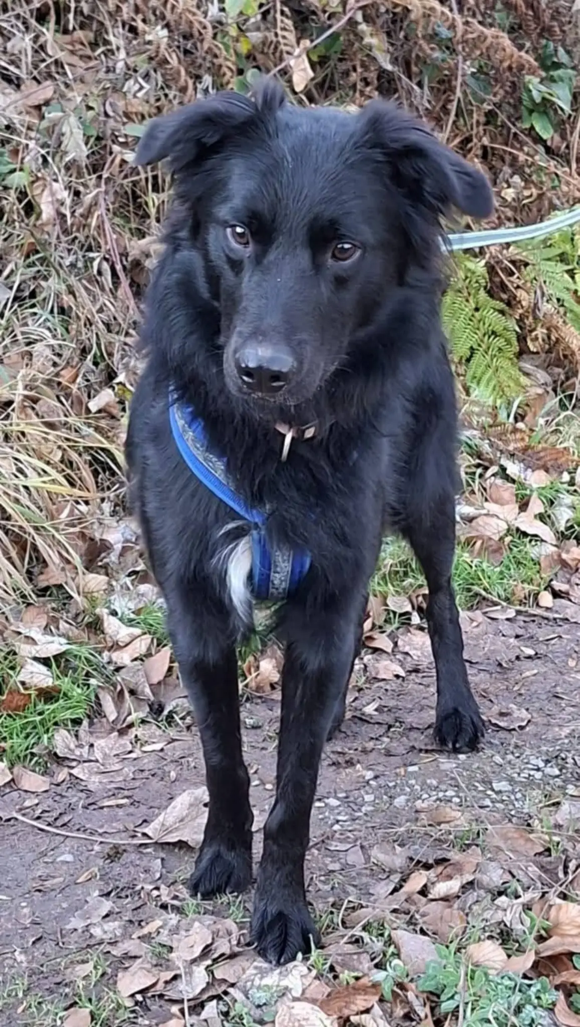 Junghund Max sucht ein Zuhause - Kleinheubach